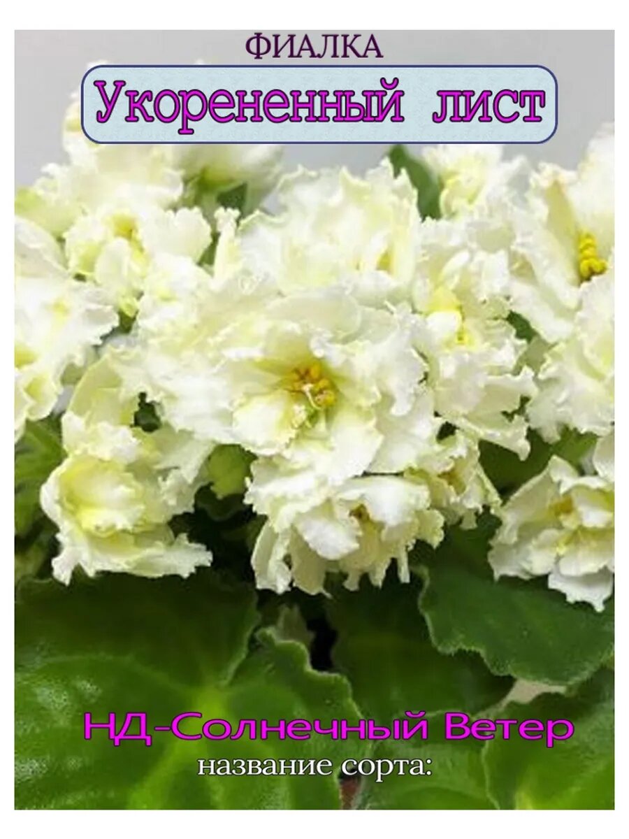Фиалка живая в горшке комнатная сорт НД-Солнечный Ветер (укорененный лист) 1 штука