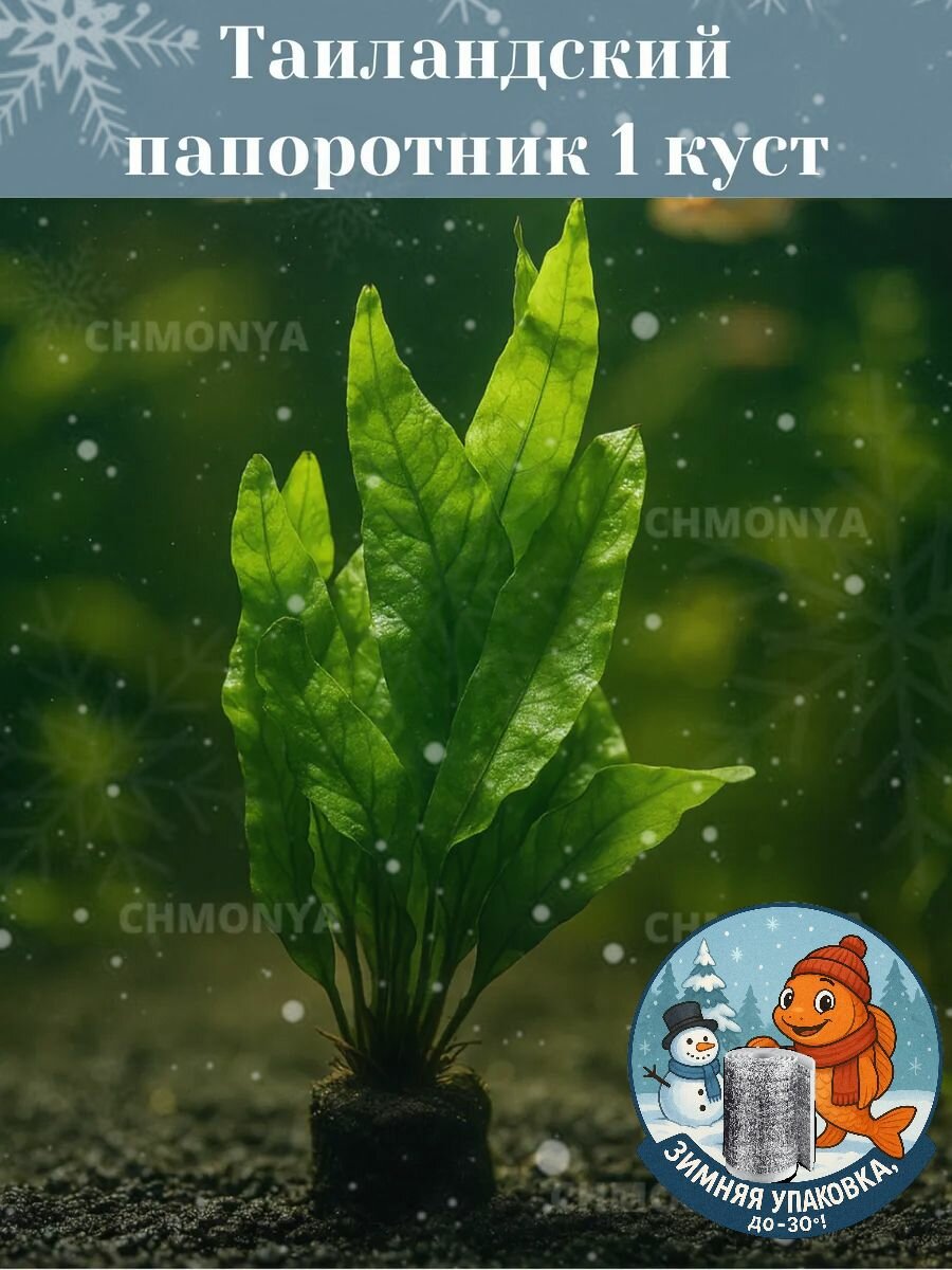 Аквариумное растение Таиландский Папоротник "сабельник" (Microsorum pteropus) , живое аквариумное растение
