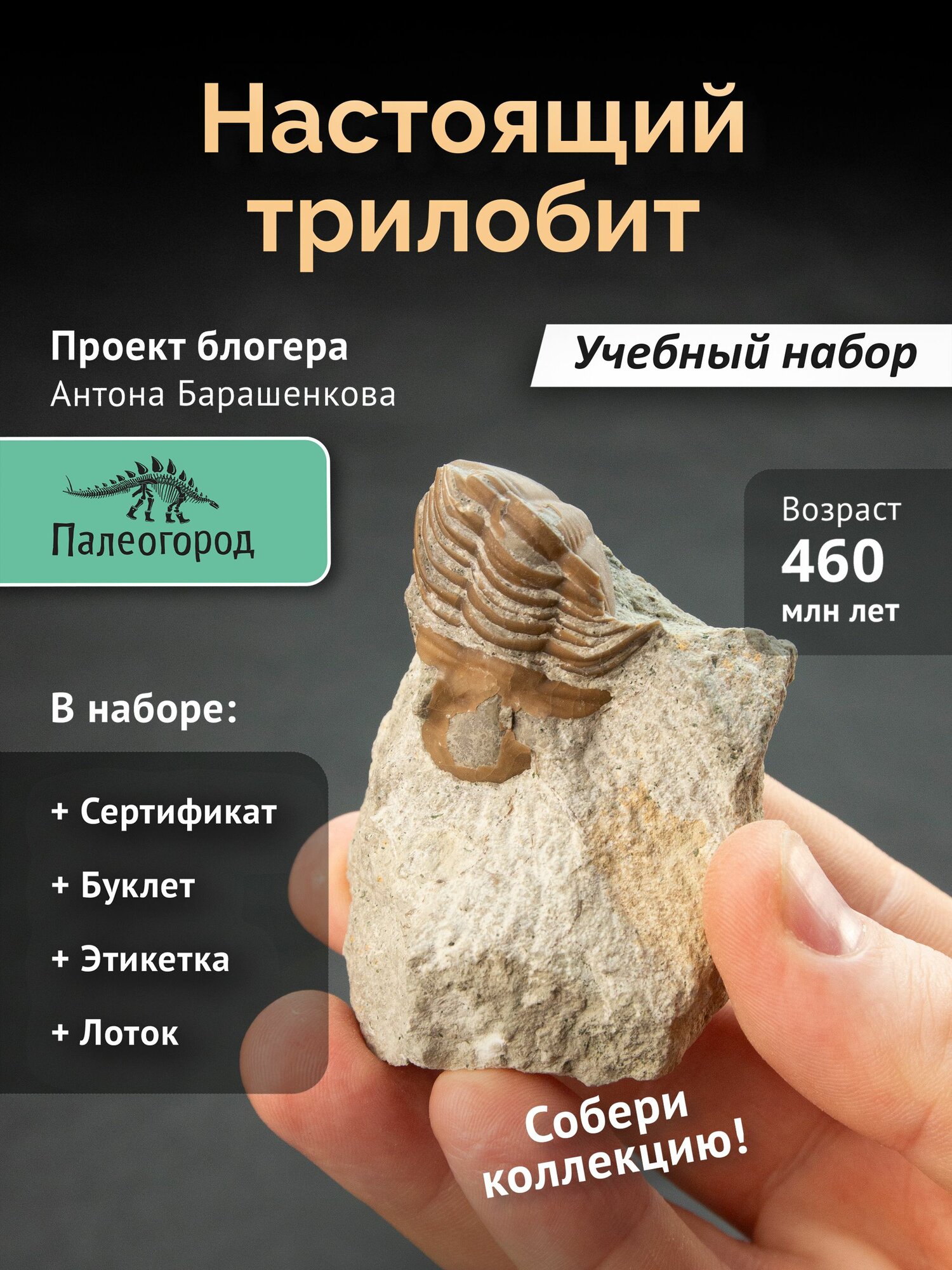 Набор палеонтолога (образец №566). Трилобит Asaphus lepidurus VF. Необычный подарок мальчику, девочке, подростку. Опыты и раскопки.