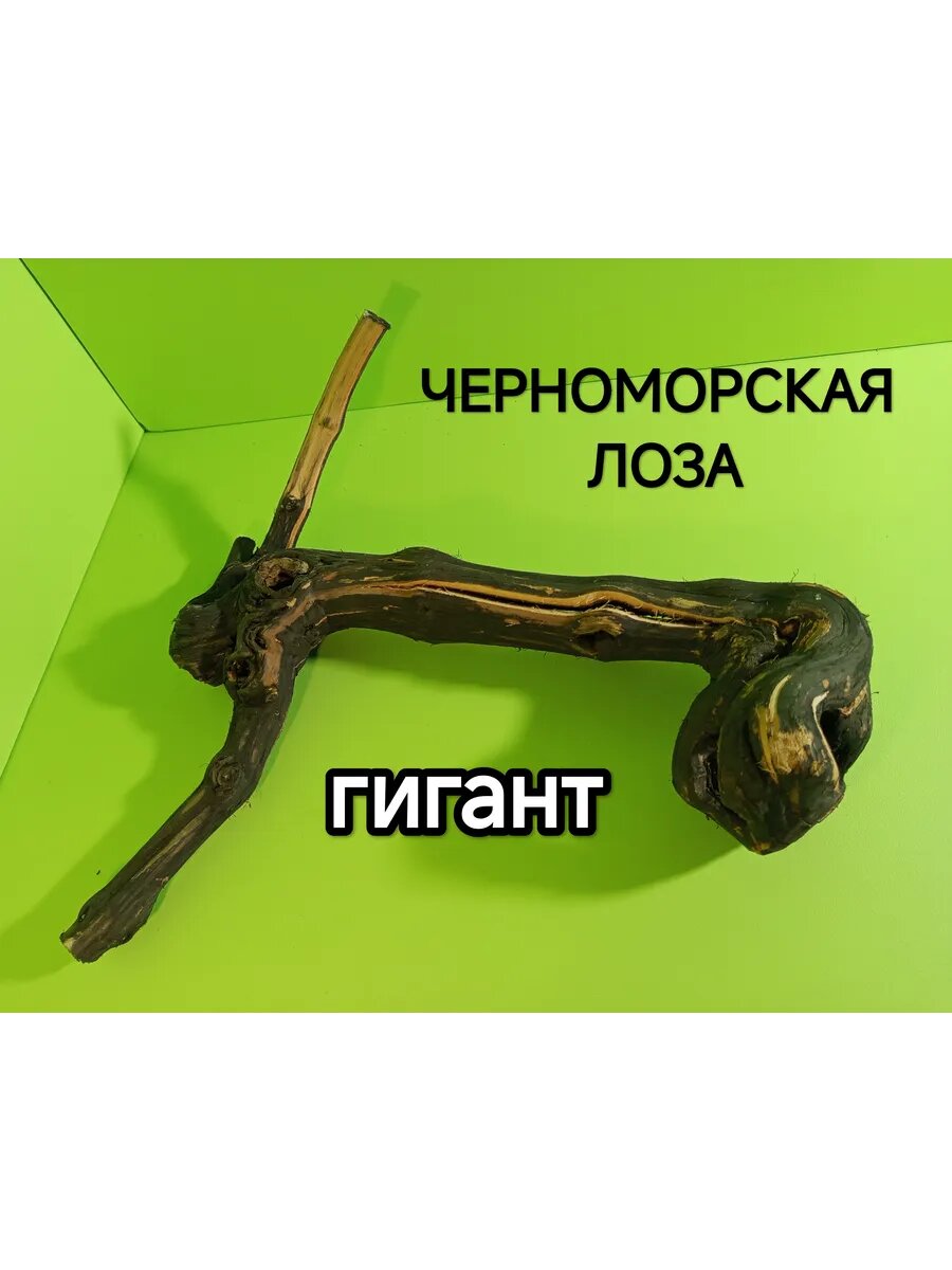 Виноградная лоза черноморская большая для аквариума, террари