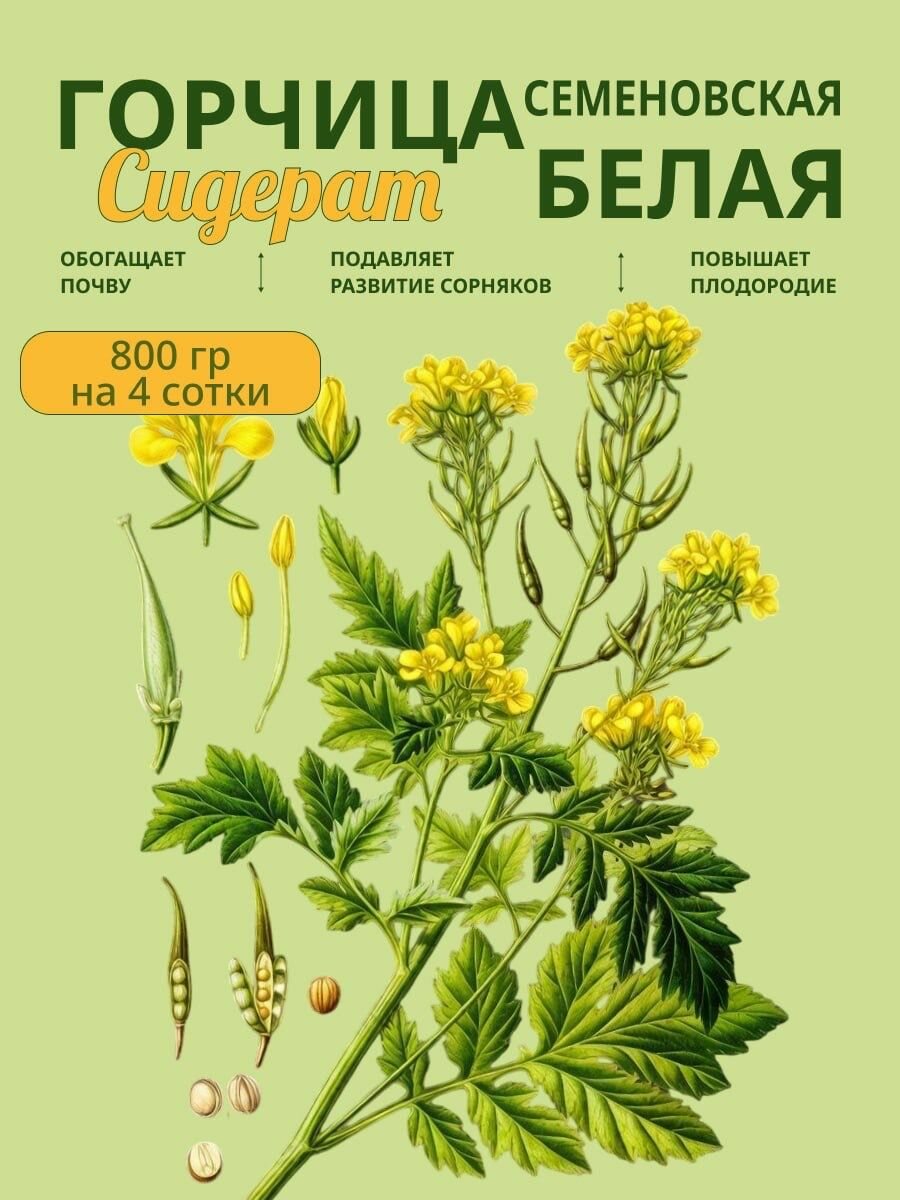 Семена аэлита "Горчица белая Семеновская", для огорода и сада, 800 г