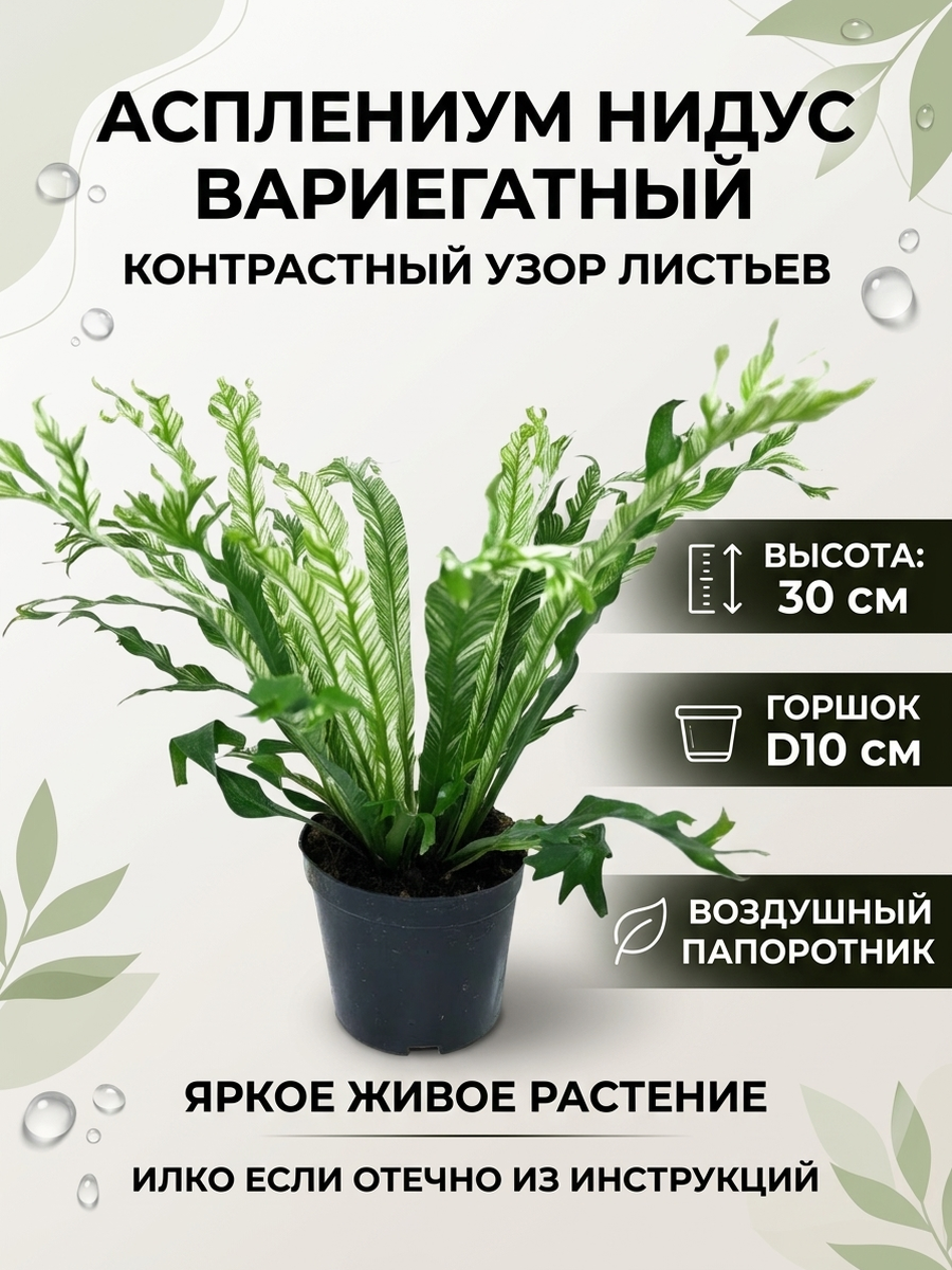 Папоротник Асплениум Нидус Вариегатный живое комнатное растение в горшке диаметром 10 см высота 30 см MRKT-MEM9TI6L