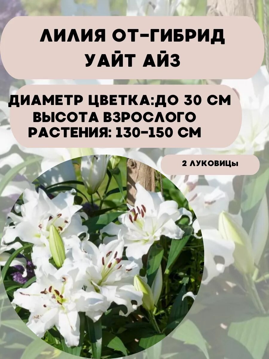 Лилия от-гибрид Восточная лилия Азиатская