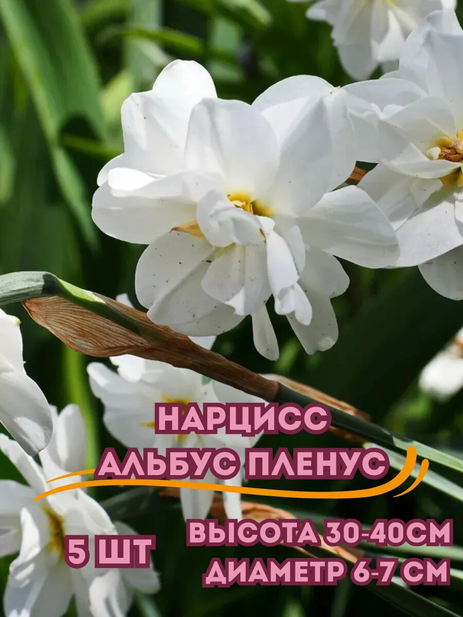 Луковицы нарциссов махровых