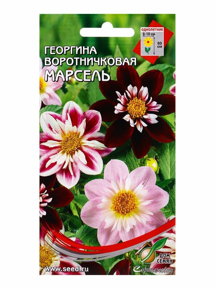 Семена цветов Георгина воротничковая Марсель 10965536