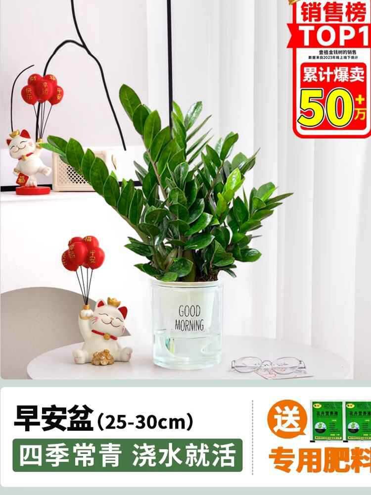 Горячая распродажаДенежное дерево, зеленое растение для интерьера, легкое в уходе, цветок для офиса, счастливое дерево, большой цветочный горшок, денежная гирлянда