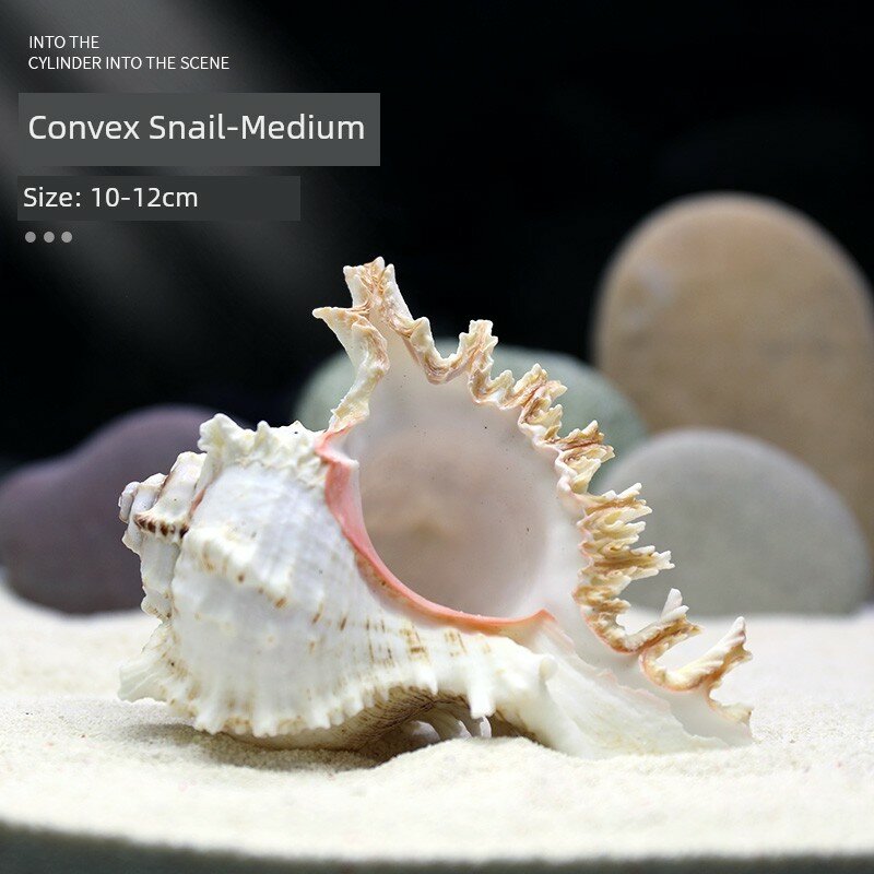 Натуральные раковины для аквариумов, декоративные раковины различных размеров, укрытия для рыб и креветок, места для
