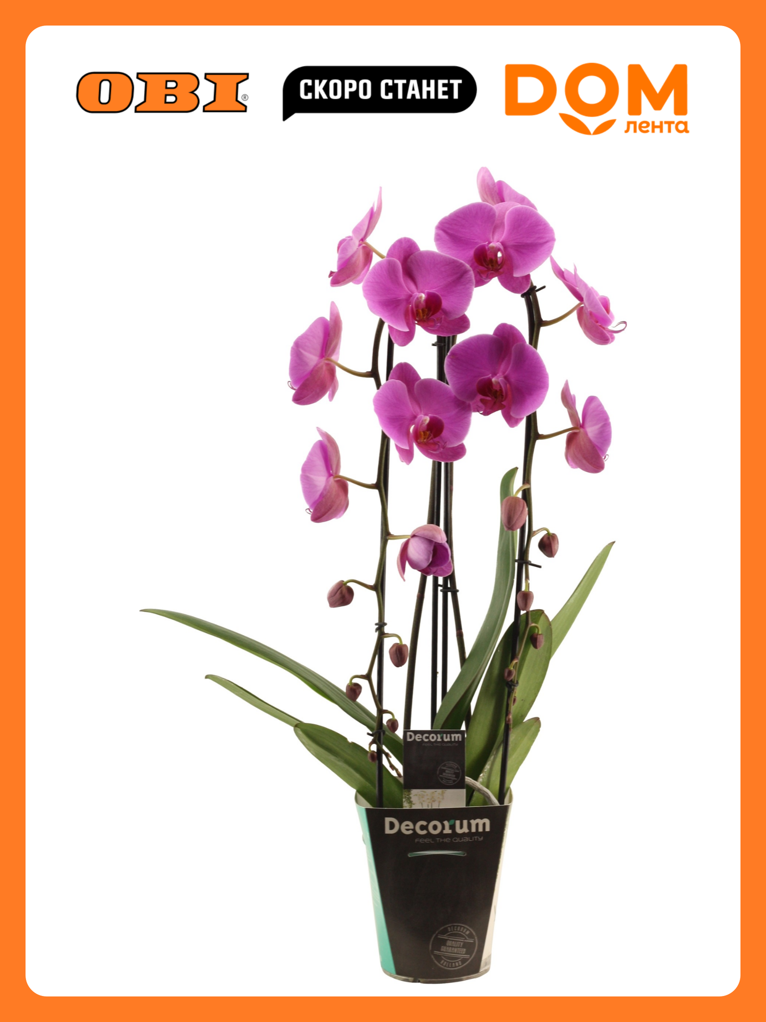 Орхидея FLORA GROUP "Фаленопсис Каскад", неприхотливая, 40 см, 1 шт