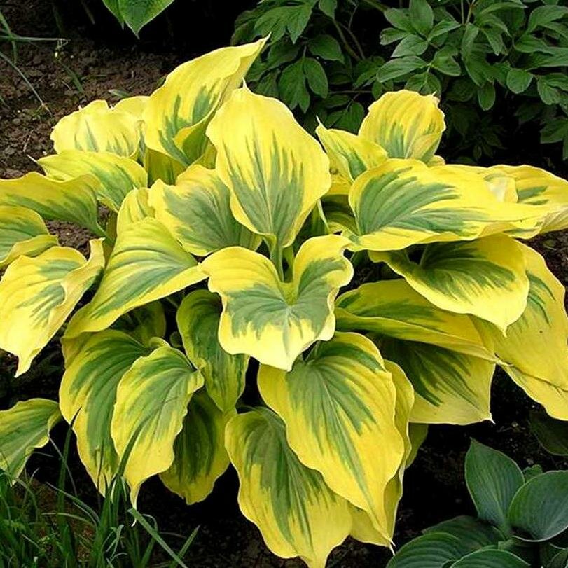 Хоста Глэд Рэгс (1 корневище в пакете с торфом), Нидерланды