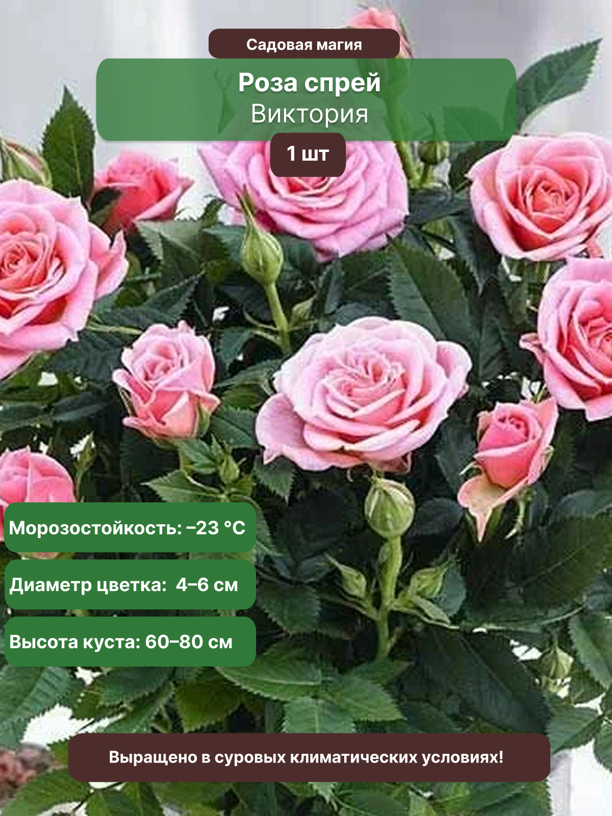 Роза спрей "Виктория", 1 саж, многолетник, высота 30-50 см, розовый