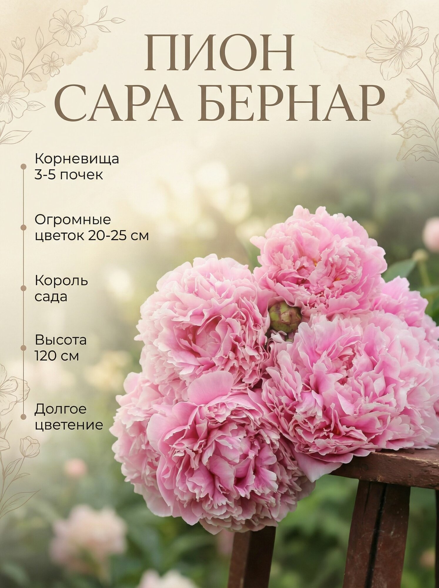 Пион розовый корневища многолетние Sarah Bernhard (Сара Бернар)