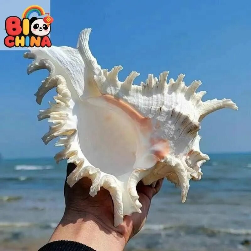 Ракушка морская Мурекс ветвистый 14-16смНатуральные морские раковины 'Тысяча рук' (Турбинитис): домики для раков-отшельников и декор для аквариума