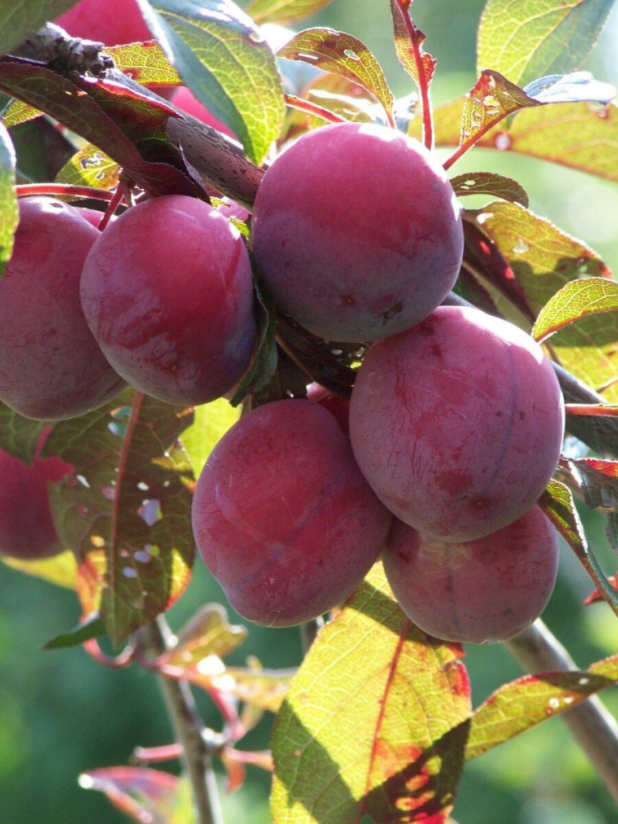 Слива "Опал", морозостойкая, многолетняя, среднеранняя, 2 года, ЗКС