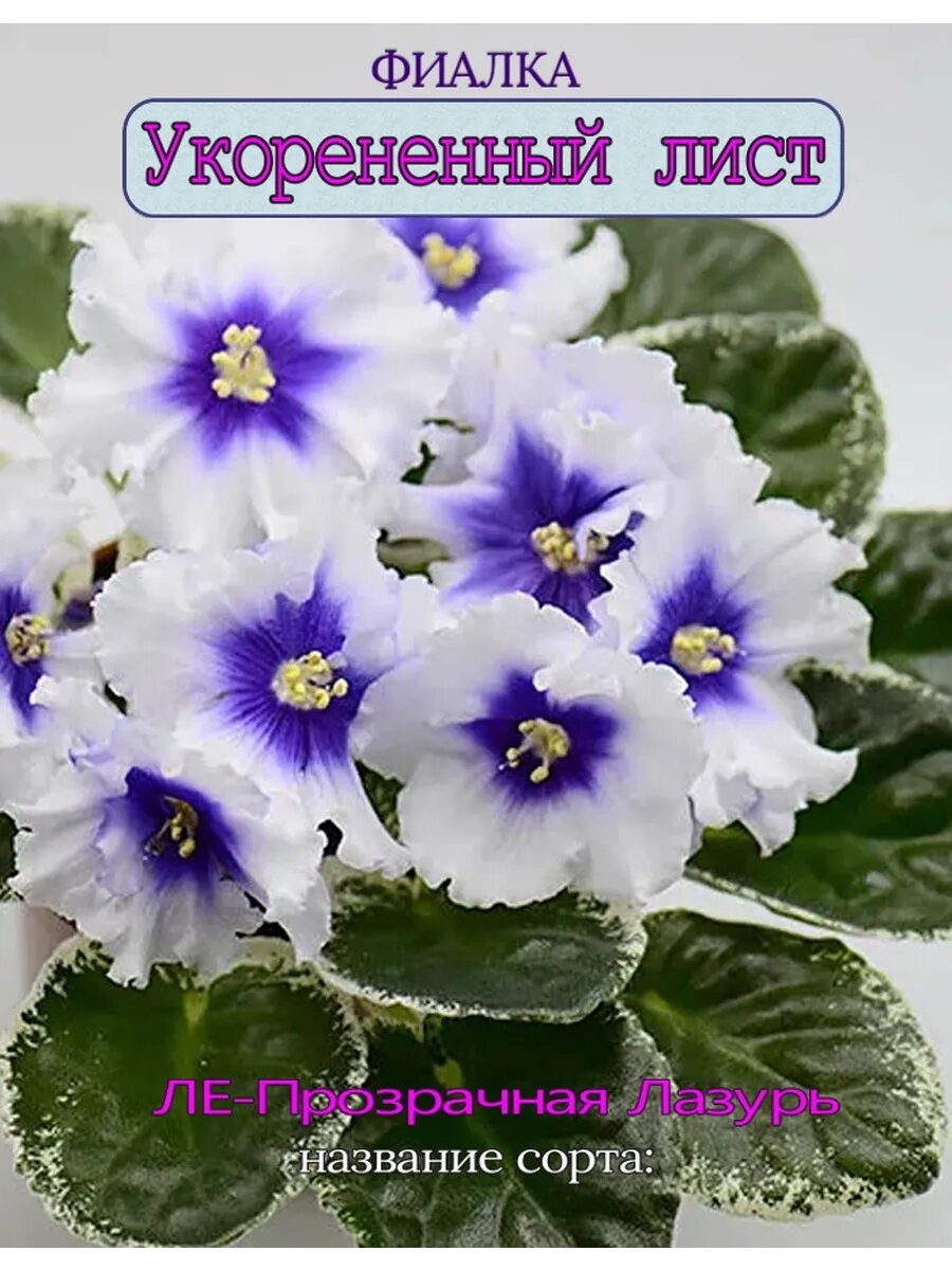 Фиалка живая в горшке комнатная сорт ЛЕ-Прозрачная Лазурь (укорен. лист) 1 штука