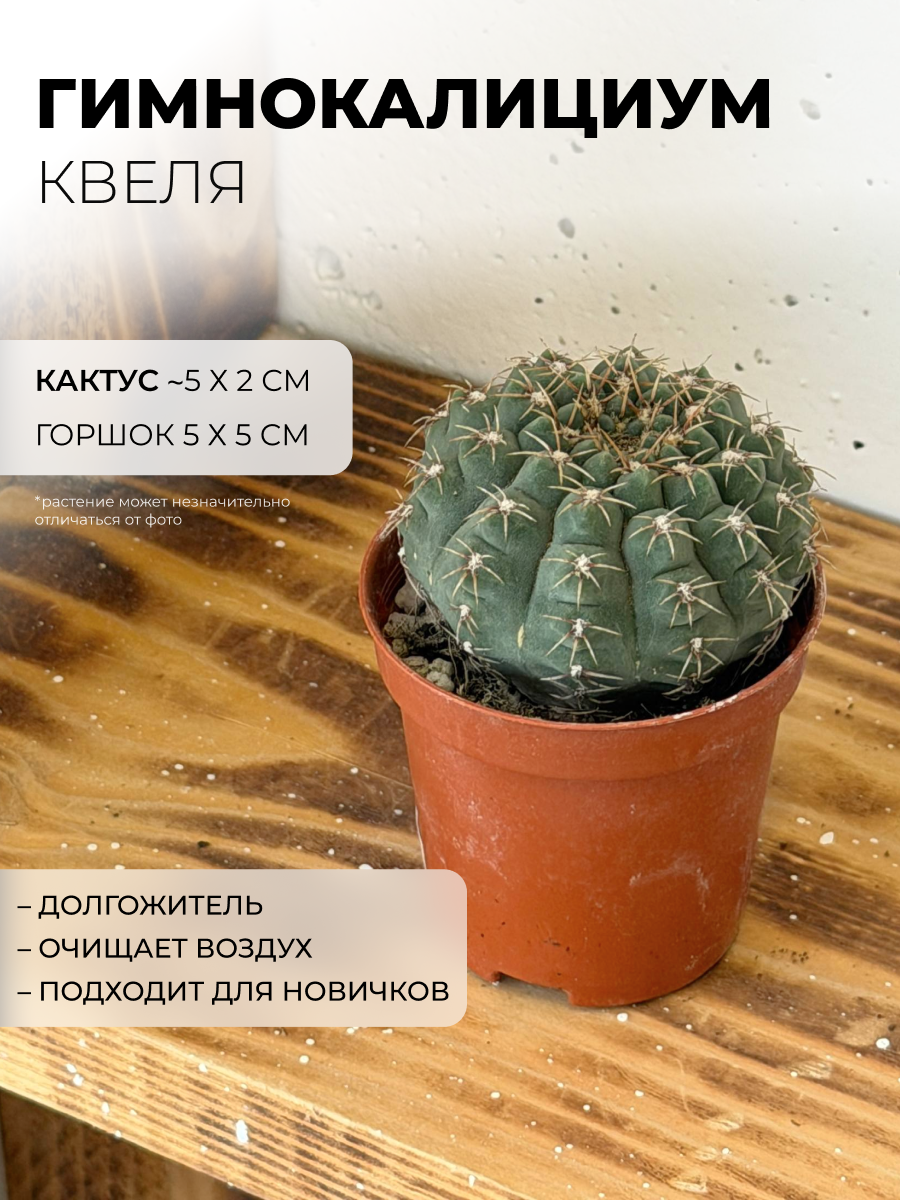 Кактус sinitca_leaf Гимнокалициум квеля, шаровидной формы, живое растение 1 шт.