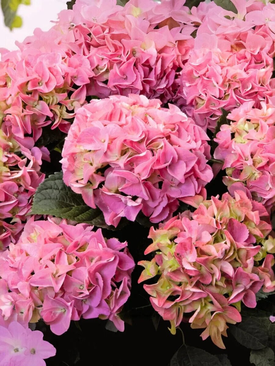 Гортензия Macrophylla Pink