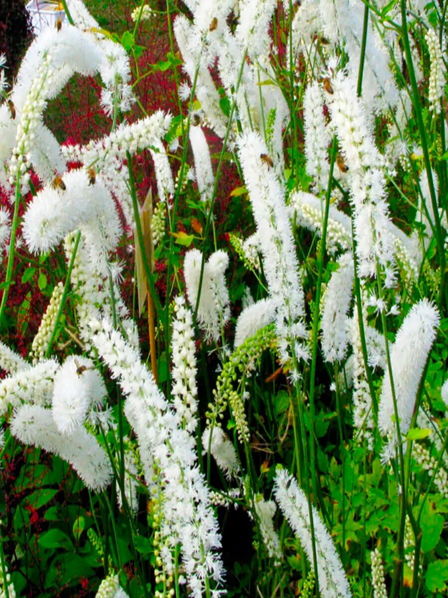 Клопогон обыкновенный White Pearl