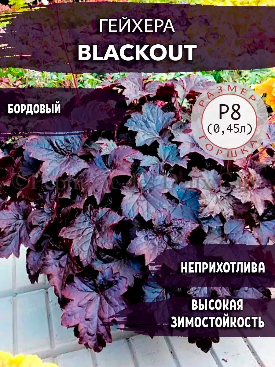 Гейхера Blackout
