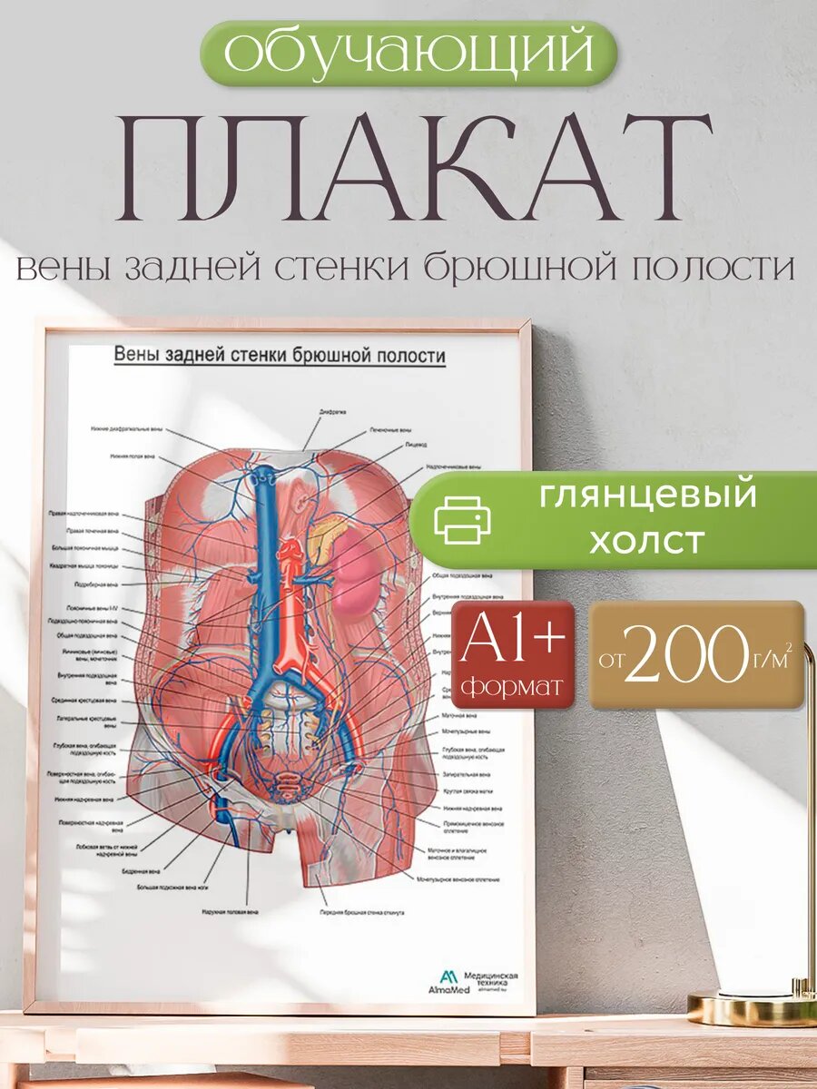 Вены задней стенки брюшной полости, плакат А1+, глянцевый холст от 200г/м2