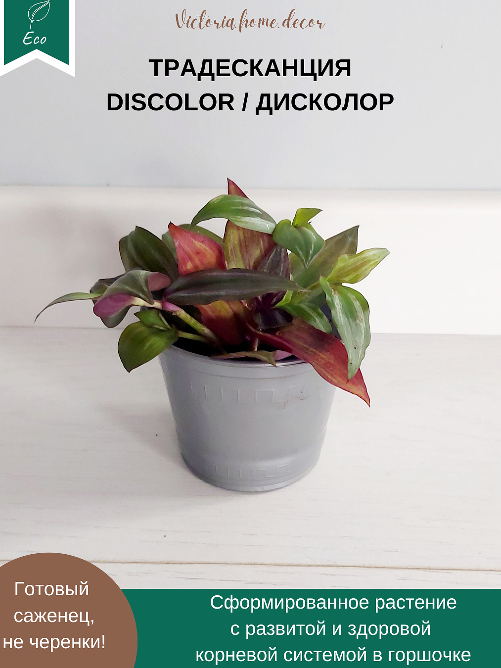 Традесканция Zebrina Disсоlоr/ Зебрина Дисколор/ Jungle Jewel