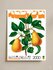 Интерьерный постер "Two Pears" в стиле pinterest, 30x40 см