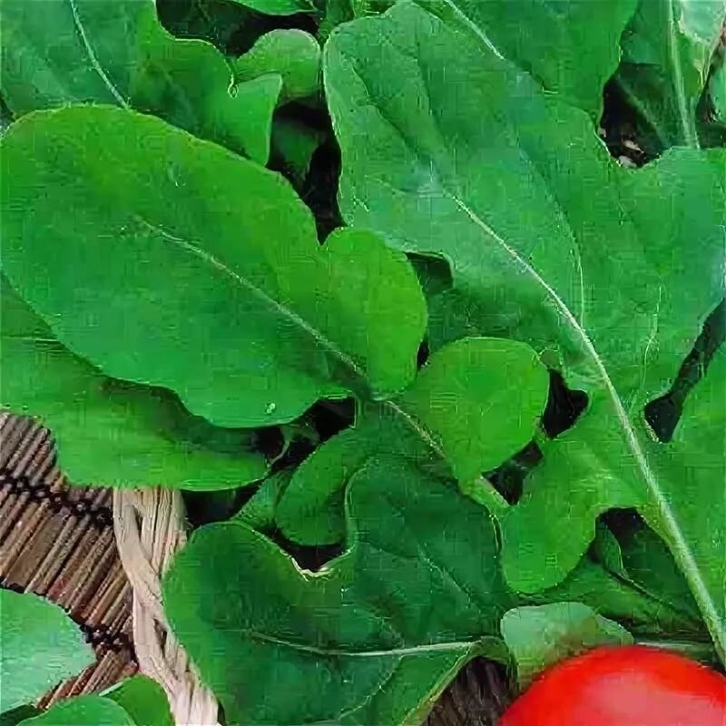 Руккола Диковина, семена 1000 штук
