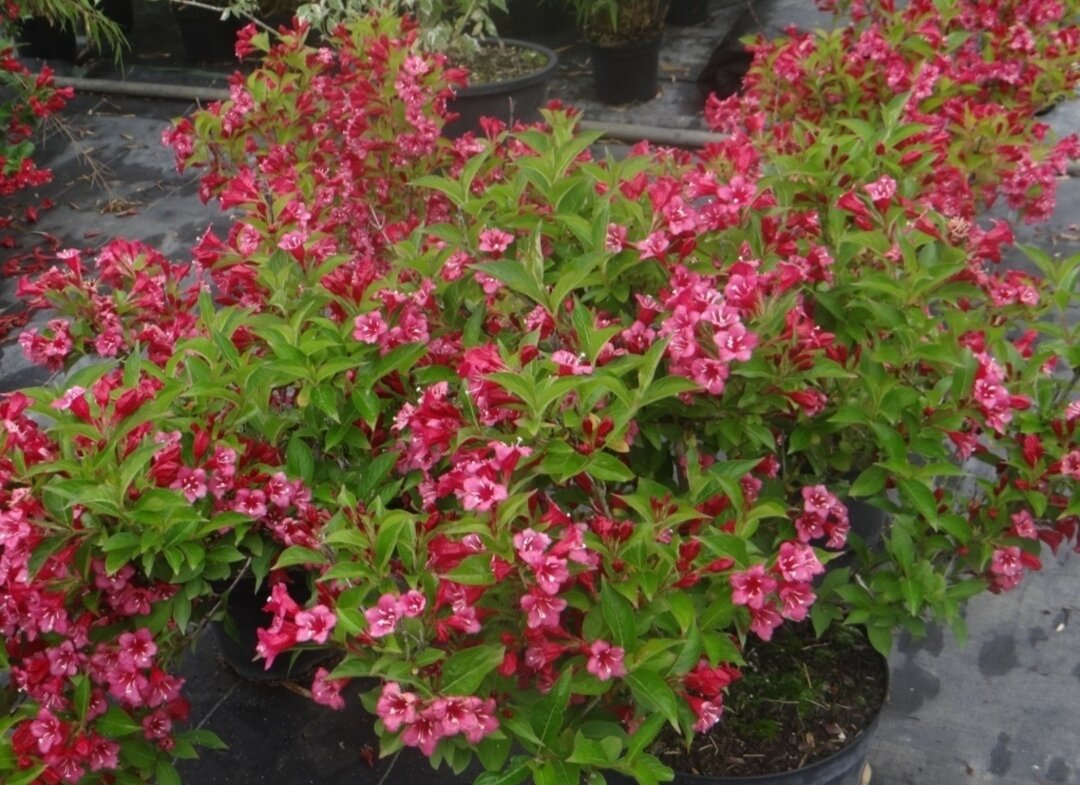 Вейгела цветущая Бристол Руби (Bristol Ruby), 30-40, С20