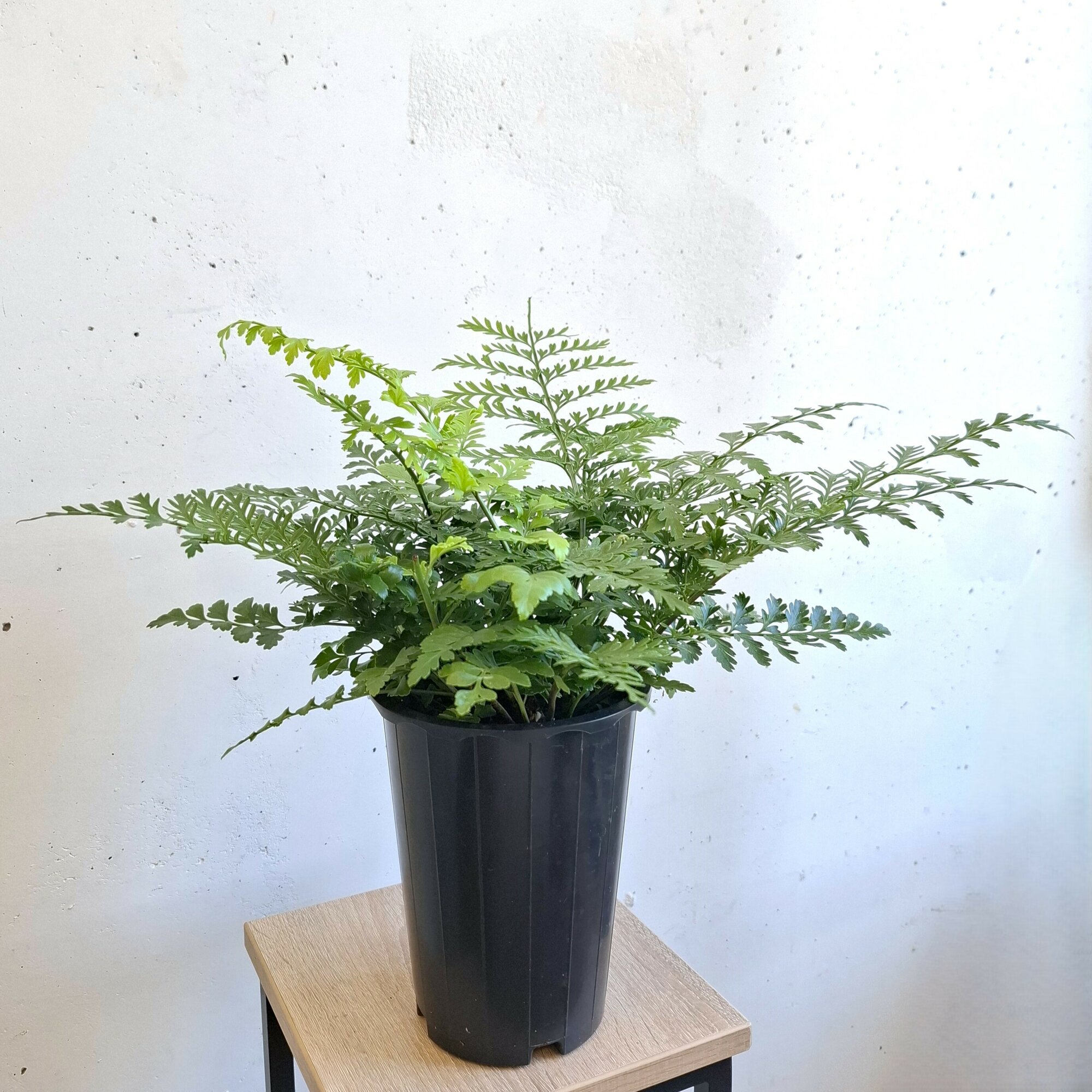Асплениум Парвати д.13 см (Папоротник, Asplenium dimorphum Parvati) — фото 1