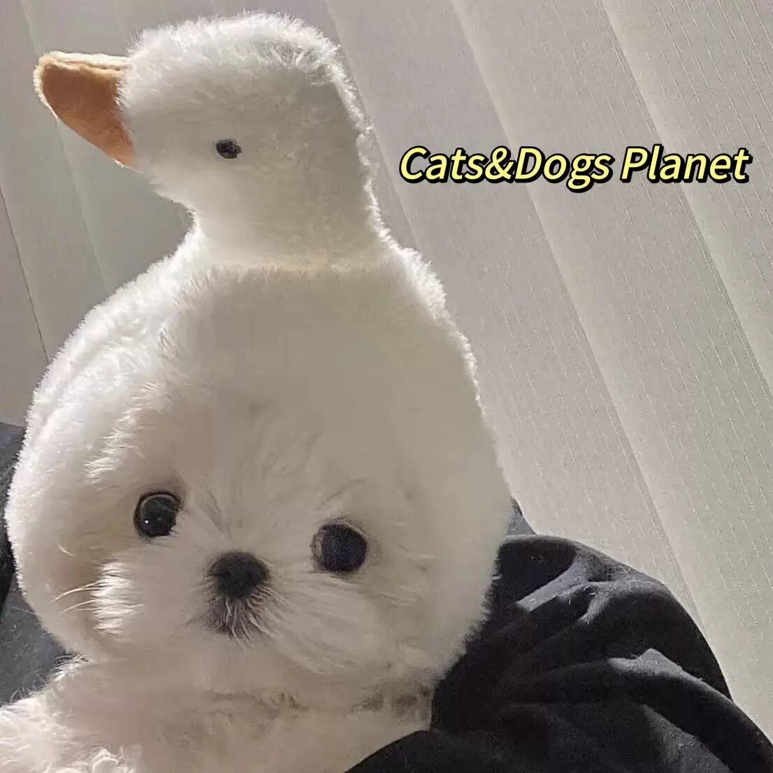 Милый белый гусь, шапочка для кошек и собак 3-15 фунтов универсальная регулируемая повязка