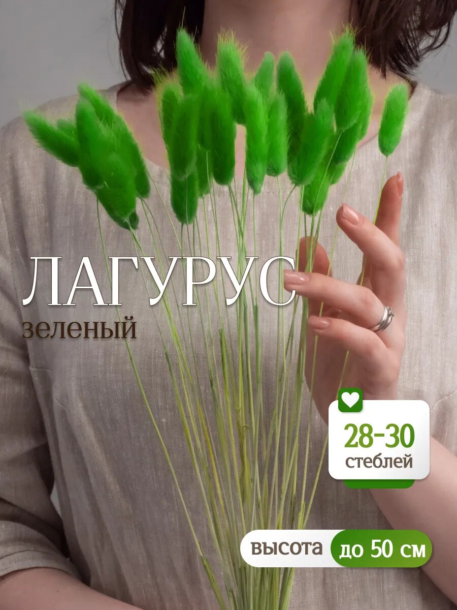 Лагурус зеленый 30 шт, декоративные сухоцветы для интерьера