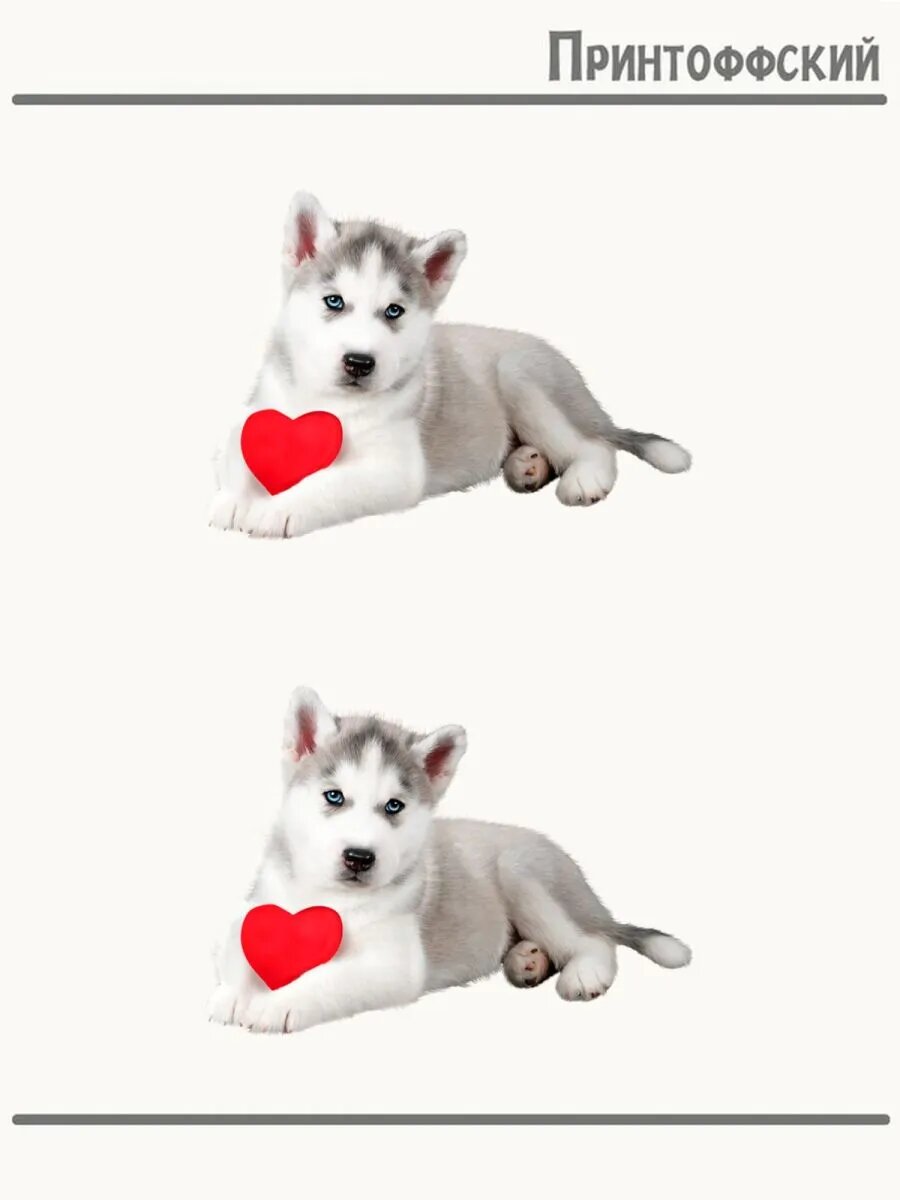 2-е (Две) Термонаклейки Собака Хаски Dog Щенок Сердце