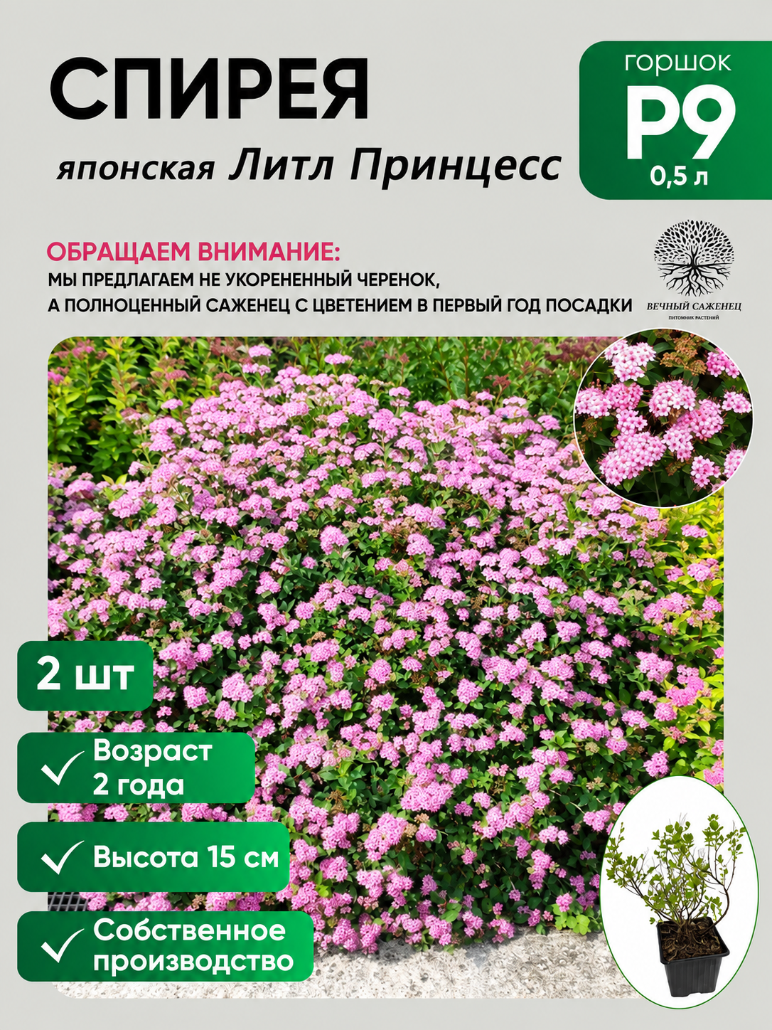 Спирея японская Литл Принцесс, 2 саженца для сада и дачи, декоративные растения для посадки