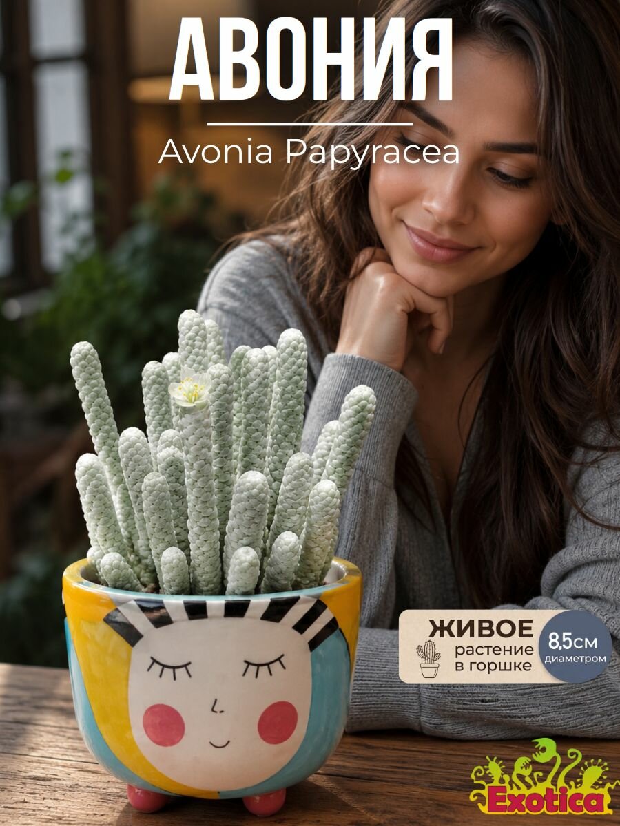 Авония Папирацея, или Бумагоподобная (Avonia Papyracea) D8,5см, суккулент в горшке