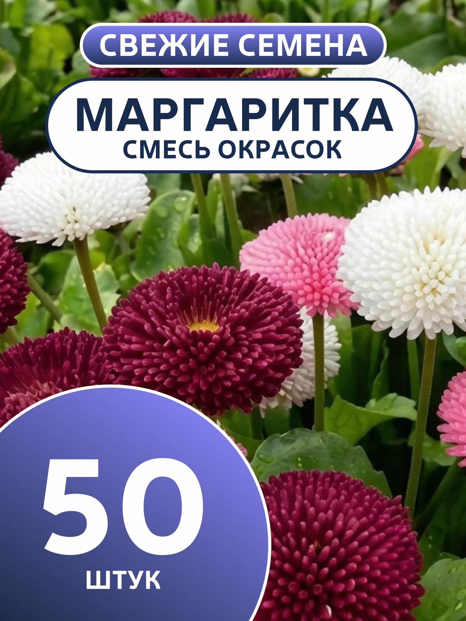Маргаритка семена для выращивания 50 шт
