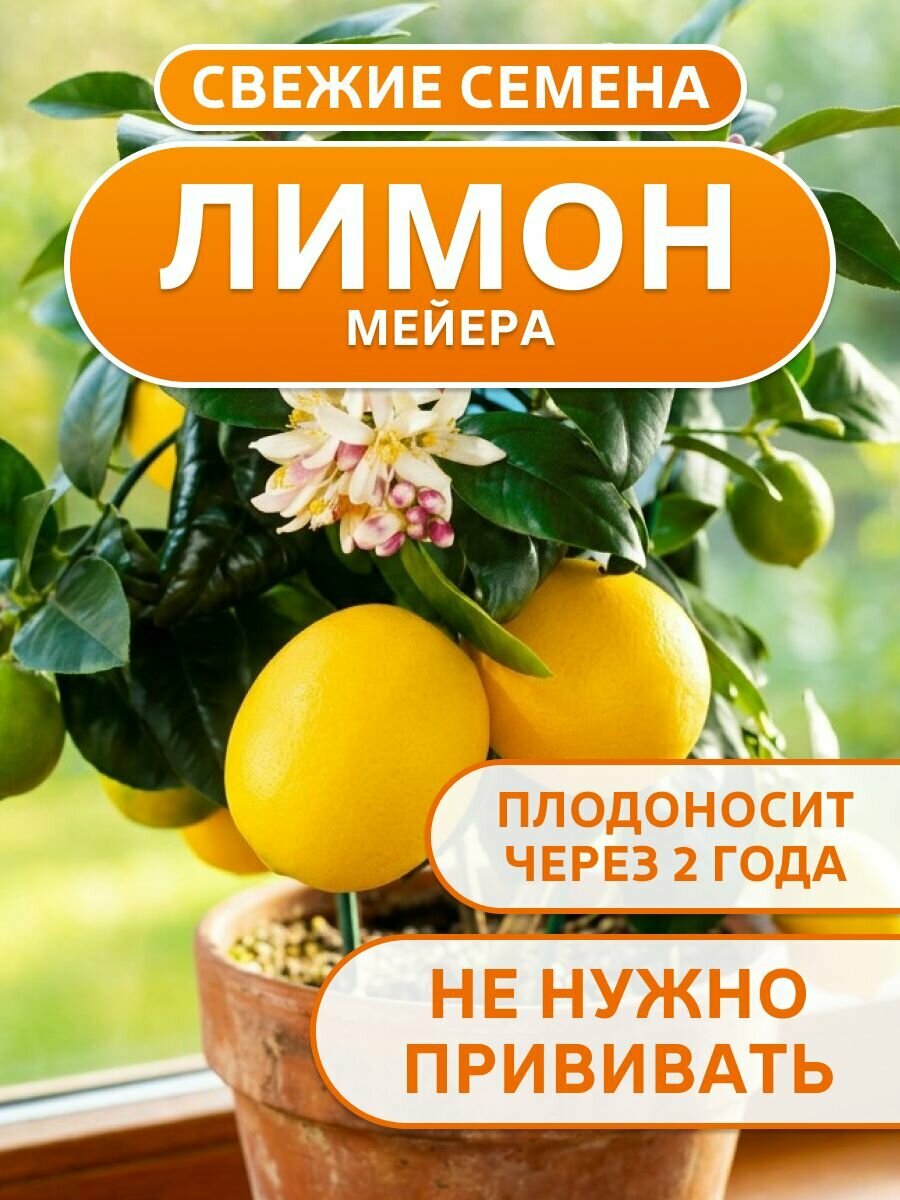 Семена лимона Мейера для выращивания, 5 шт