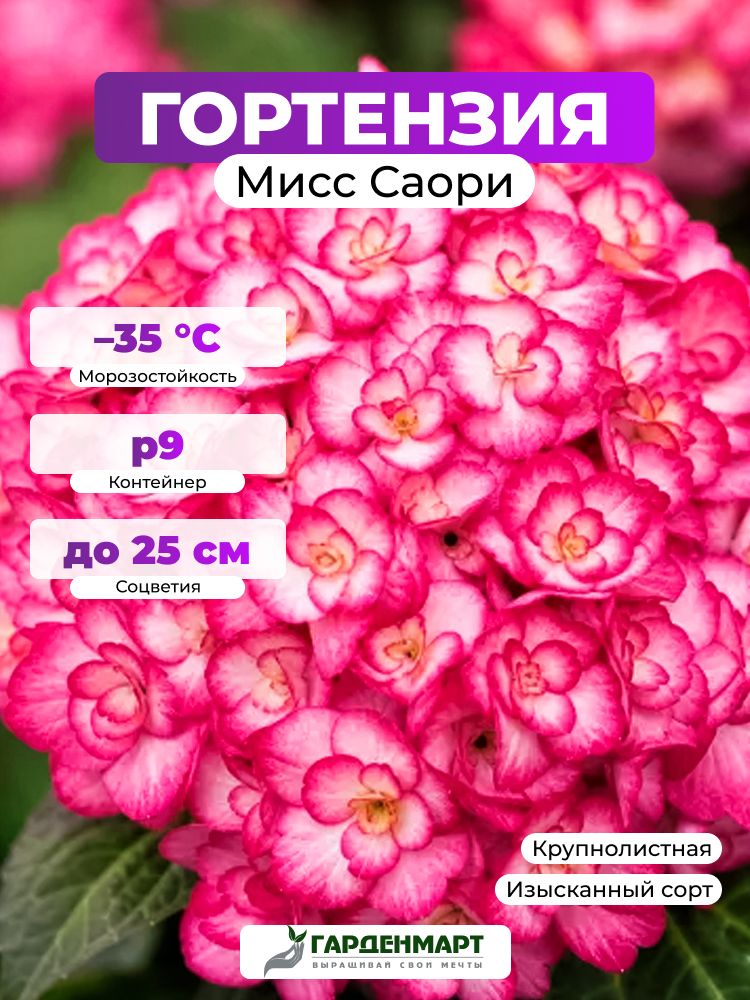 Саженец Гортензия крупнолистная Мисс Саори