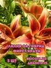 Лилия мартагон луковицы