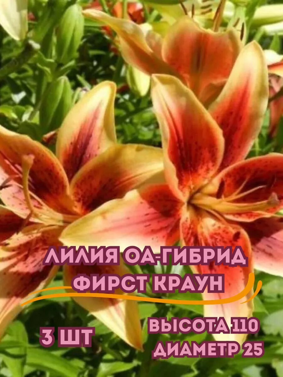 Лилия мартагон луковицы