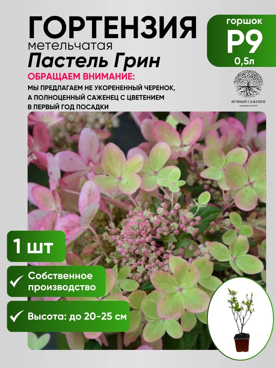 Гортензия метельчатая Пастель Грин, саженец для сада и дачи, декоративное растение для посадки