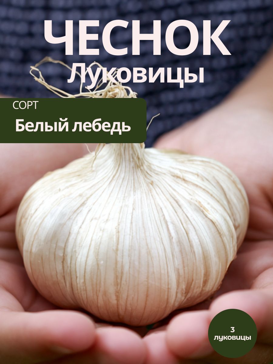 Чеснок Белый Лебедь луковицы 3 шт