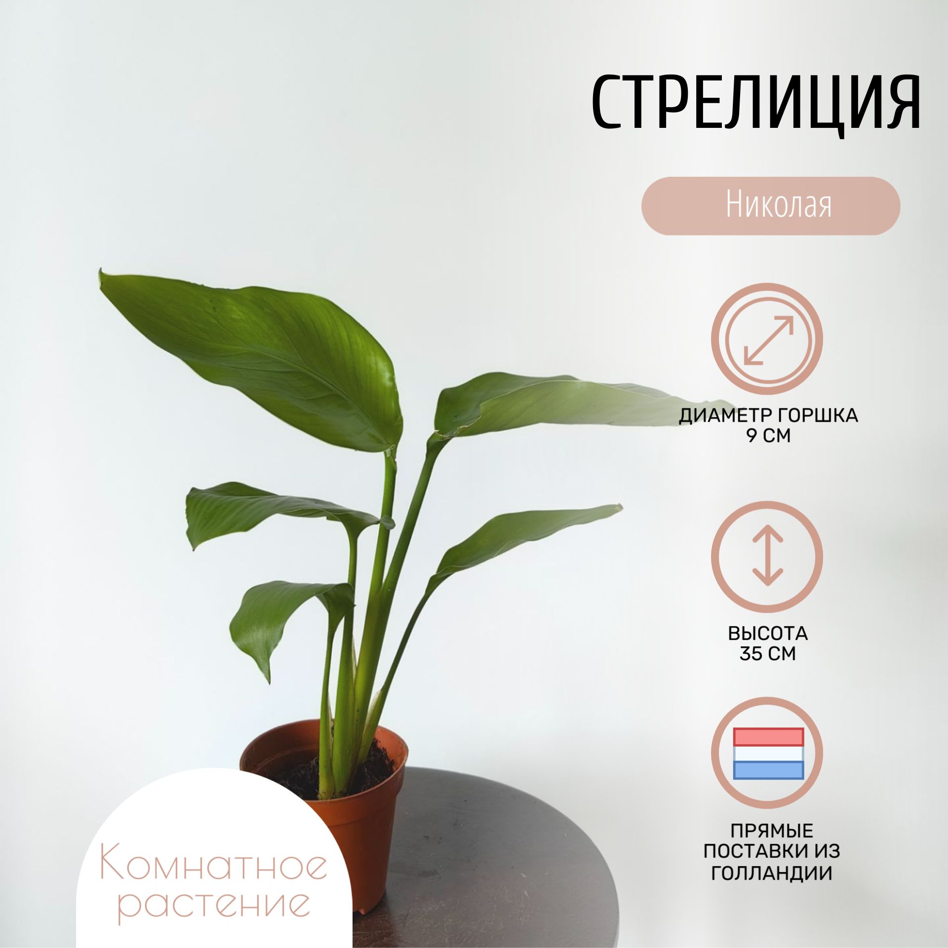 Комнатное растение Стрелиция Николая, высота 35 см, растение которые быстро вырастет
