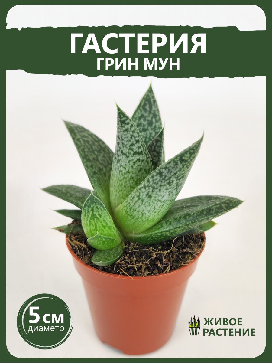 Гастерия Грин Мун (Gasteria Blue Moon) суккулент живой, D-5