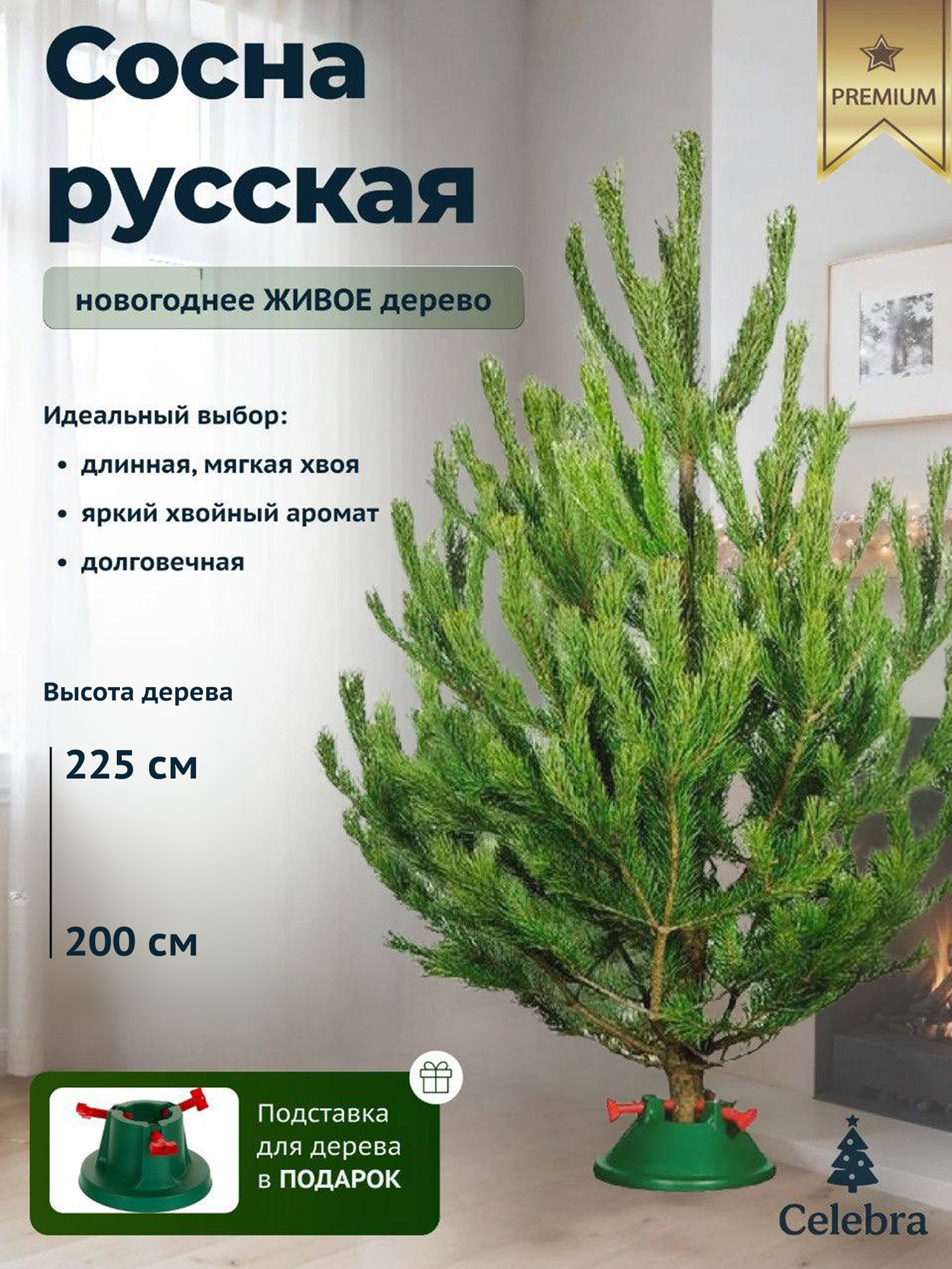 Сосна Русская живая (сибирская) срезанная 200-225 см. ! Подставка В подарок!