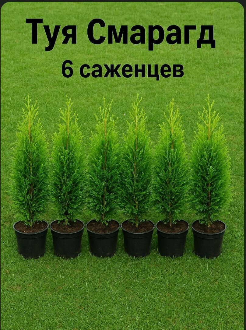 Туя "Смарагд", морозостойкая, для вертикального озеленения, 6 шт, саженец