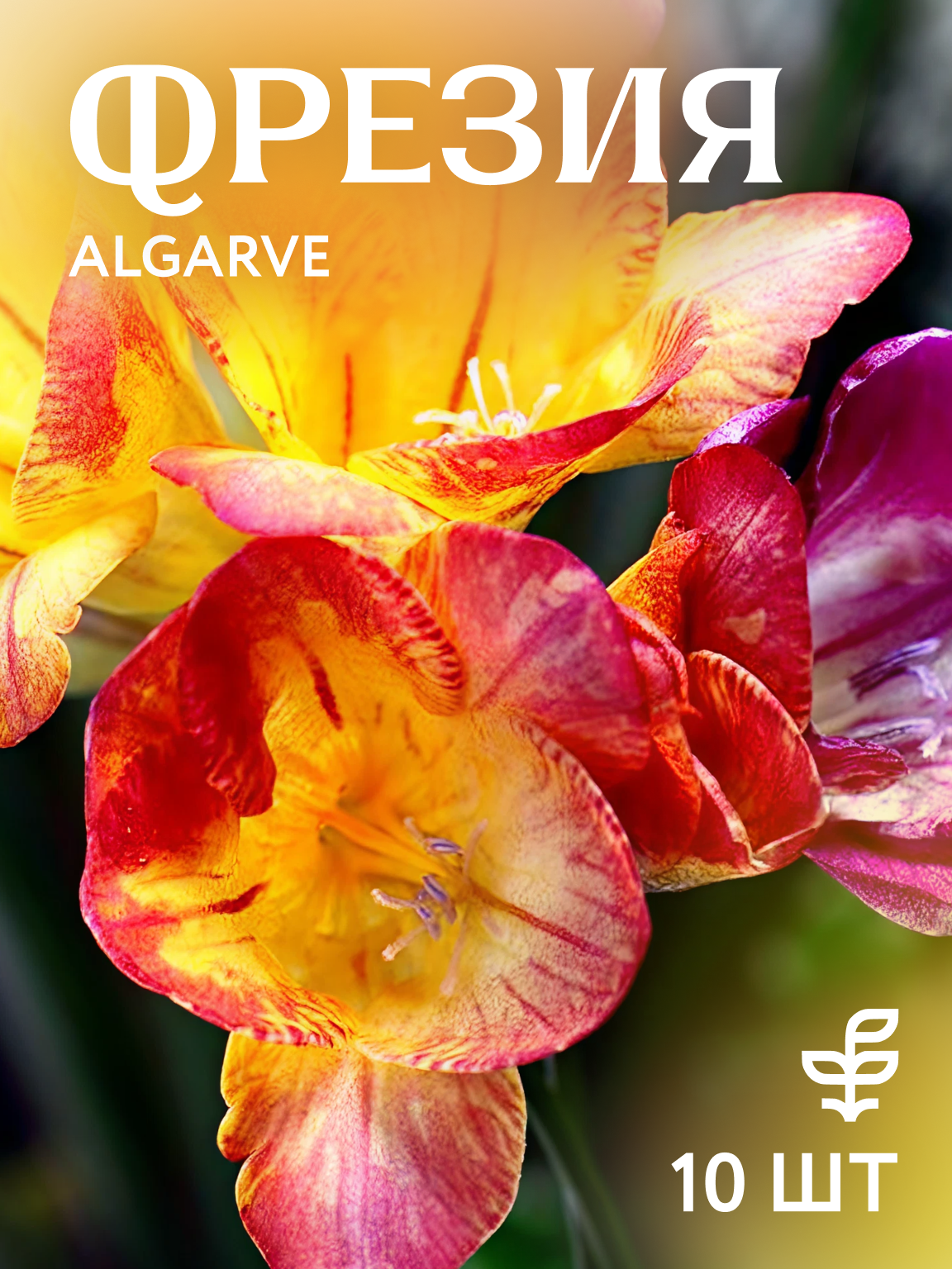 Фрезии луковицы многолетние крупноцветковые 10шт