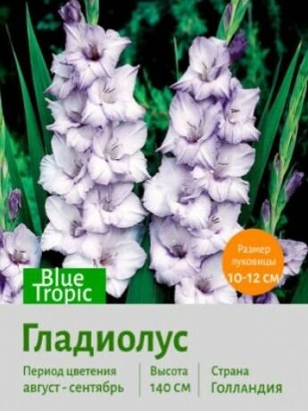 Гладиолус Блю Тропик (Blue Tropic) луковицы 3 шт. Сотка