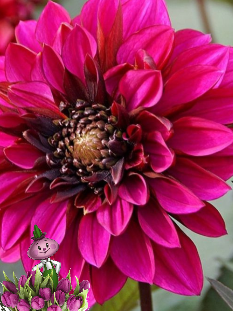 Клубни цветов, chipollino flowers, Георгина PURPLE HAZE (1 клубень)