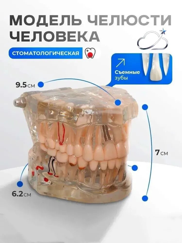 Стоматологическая модель челюсти человека Corpo dente, 32 зуба