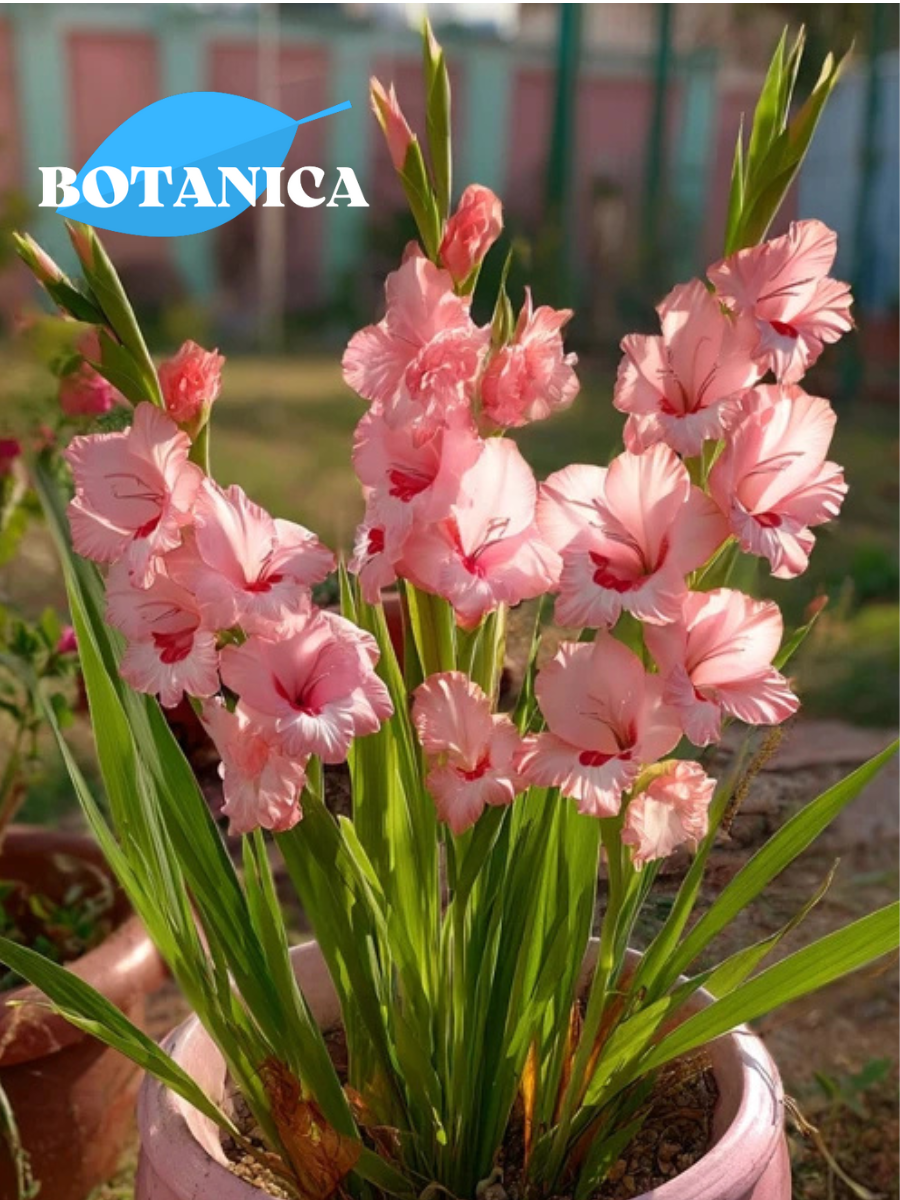 Клубни цветов, botanica garden , Гладиолус Уитни (10 луковиц)