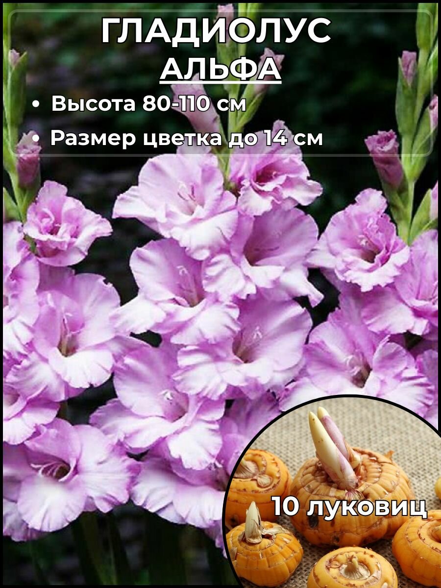 Гладиолус Альфа, луковицы 10 штук